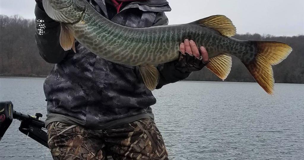 Muskies might be more abundant under new management plan | Sports ...