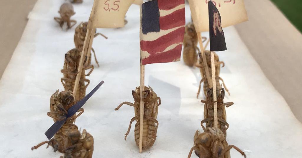 Dormant cicada parade reemerges | News | indianagazette.com