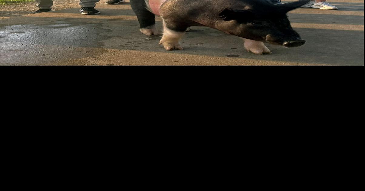 Robert Heinrich plants a smooch on swine at Evergreen After School Club ...