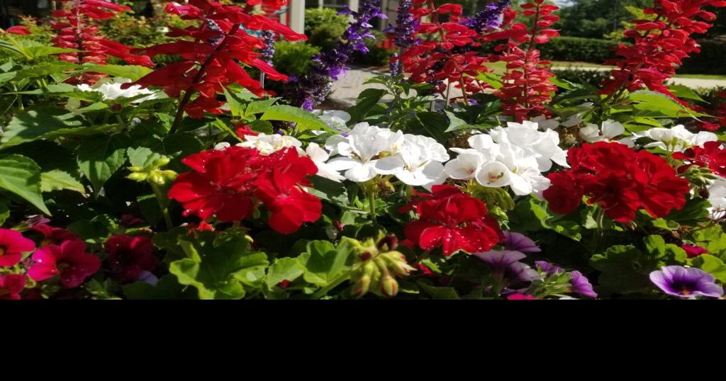 On Gardening: Superbena Whiteout verbena heads the list of great new ...