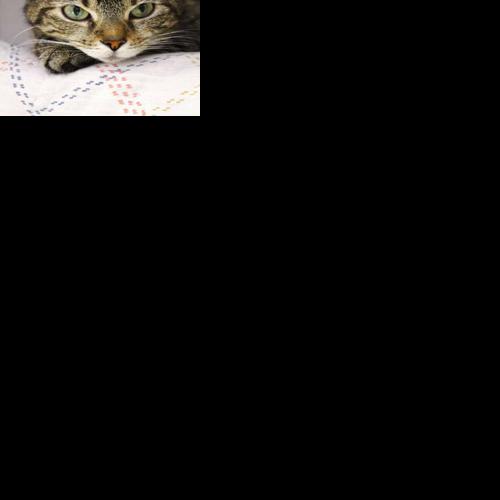 Ruby | Pets | indianagazette.com