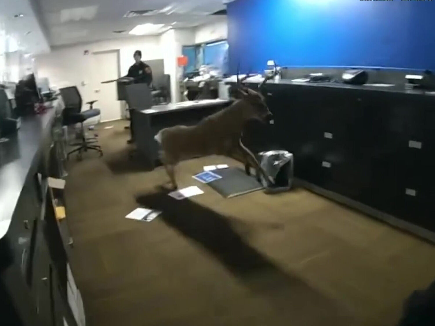 Cops responding to ‘robbery’ discover deer trapped inside bank ...