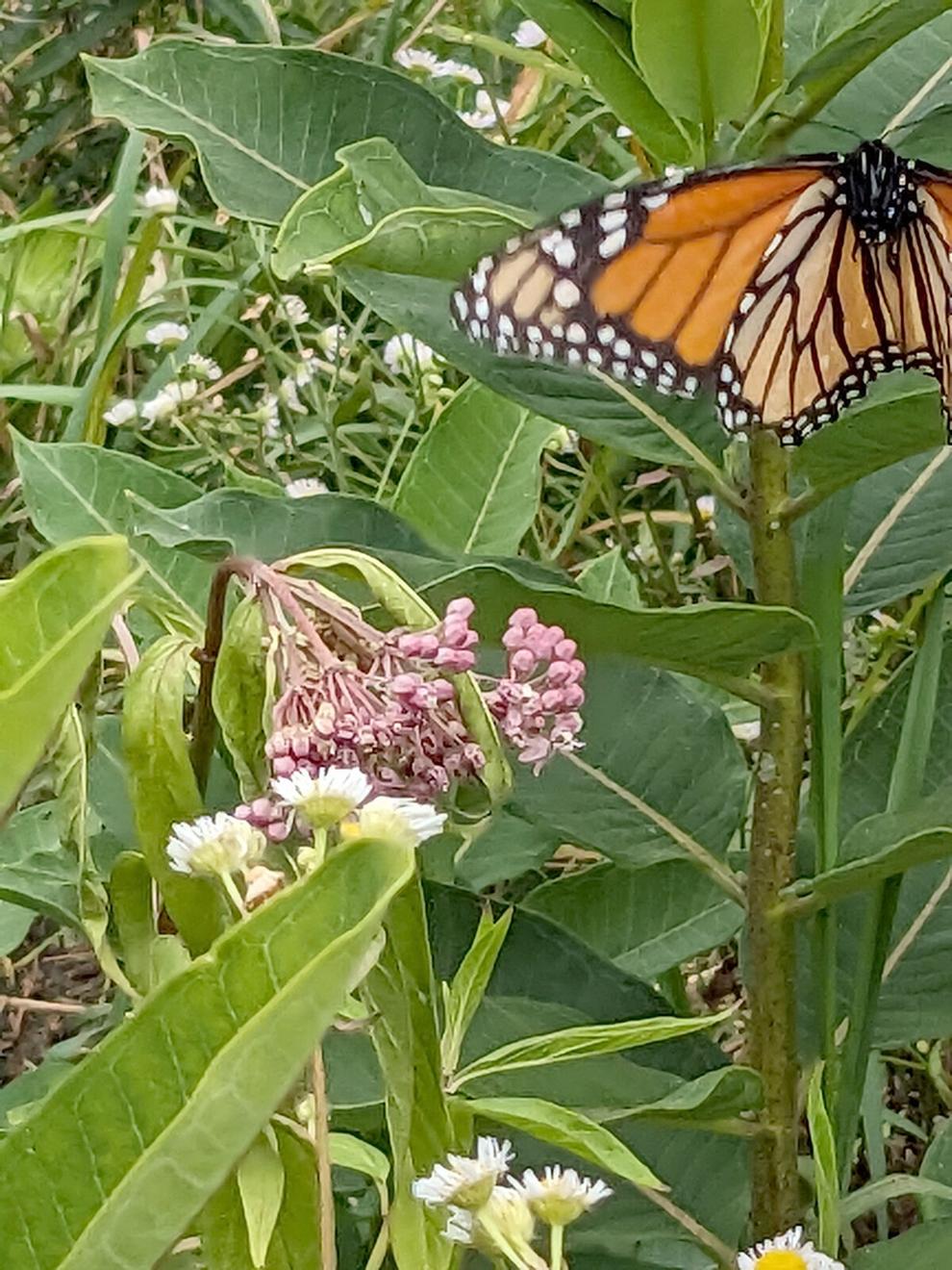 NATURALLY: Home gardens can provide habitats for essential pollinators ...