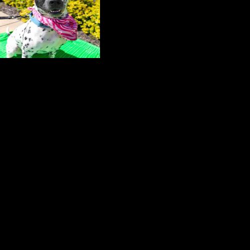 Merida | Pets | indianagazette.com