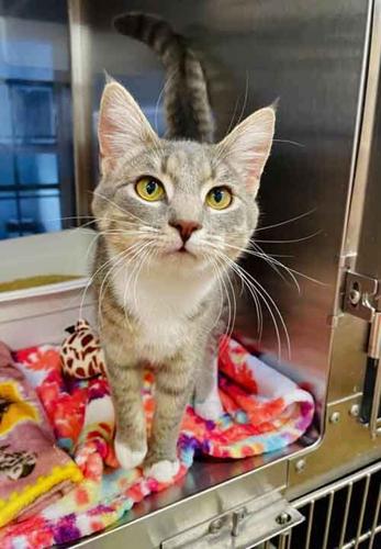 Alexa | Pets | indianagazette.com