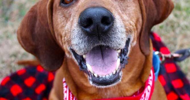 Fred | Pets | indianagazette.com