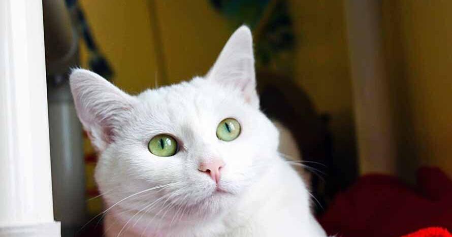 Daisy | Pets | indianagazette.com