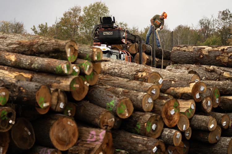 More logging in the Allegheny National Forest could bring economic ...