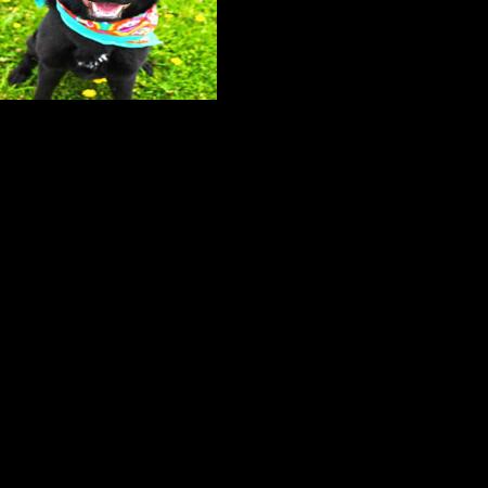 Cora | Pets | indianagazette.com