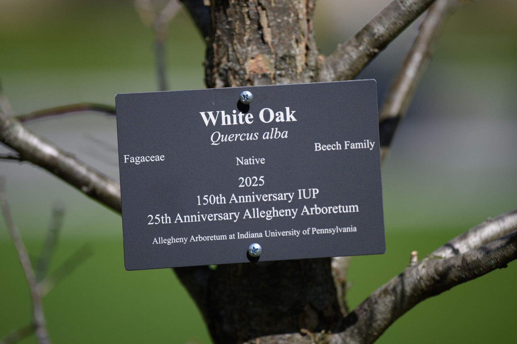 A tree is planted in the Oak Grove, marking Earth Day and IUP 150 ...