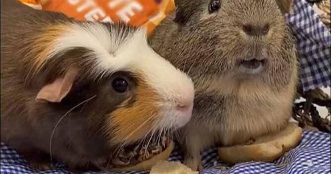 Louie and Leo | Pets | indianagazette.com