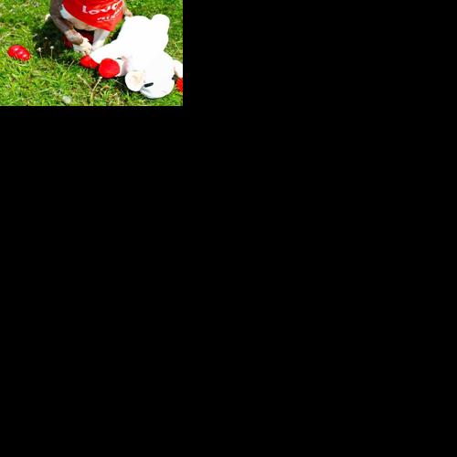 Roger | Pets | indianagazette.com