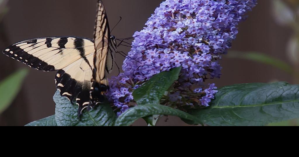 Lo & Behold, the Ruby Chip butterfly bush | Leisure | indianagazette.com