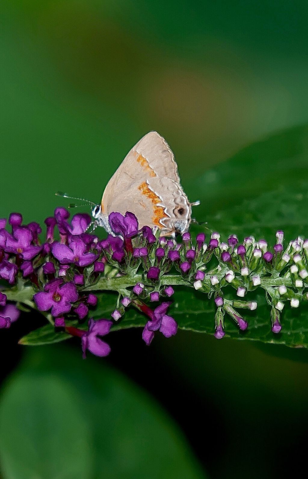 Lo & Behold, the Ruby Chip butterfly bush | Leisure | indianagazette.com