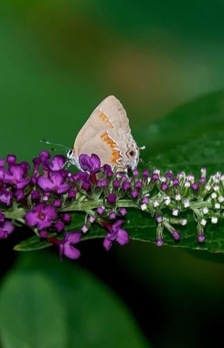 Lo & Behold, the Ruby Chip butterfly bush | Leisure | indianagazette.com