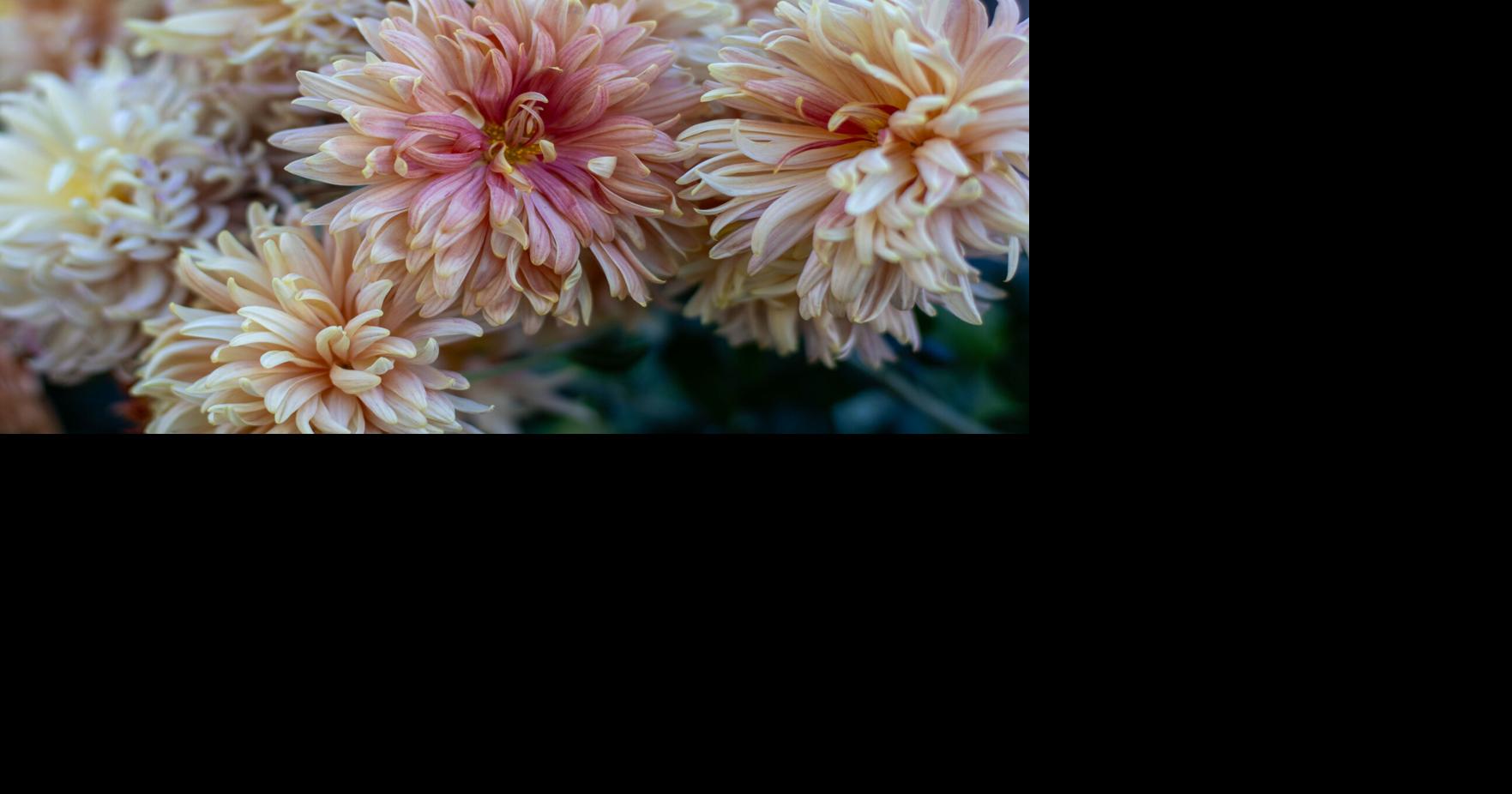 Monday's Funeral | Obituaries | indianagazette.com