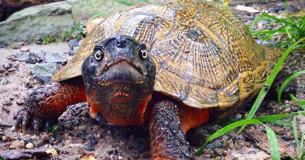 NATURALLY: Wood turtles fight to survive in Indiana County | News ...