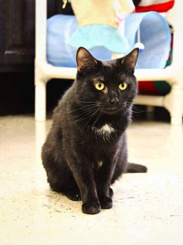 Denver | Pets | indianagazette.com