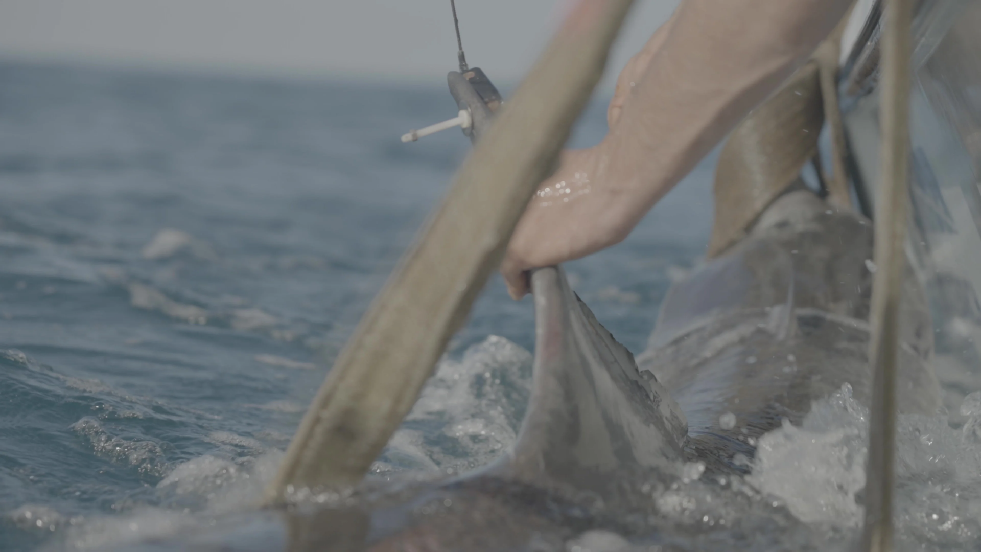 Massive great white shark roaming major tourist hub | Leisure ...