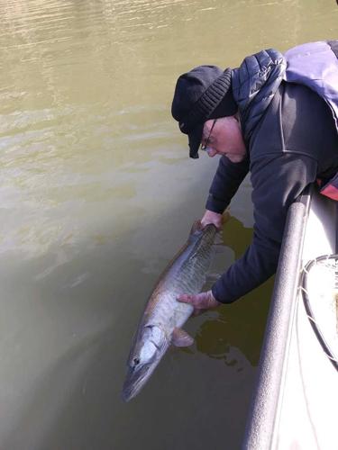 Be prepared when the muskie strikes | Sports | indianagazette.com