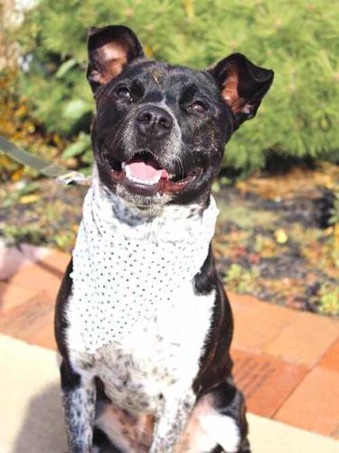Zeva | Pets | indianagazette.com