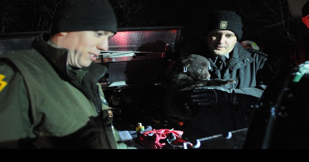 Wayward bear cubs rescued, released with their mother | News ...