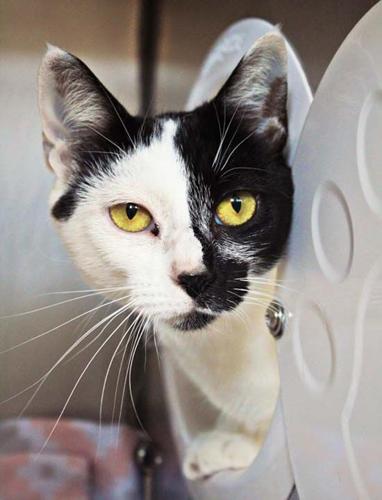 Storm | Pets | indianagazette.com