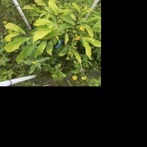 NATURALLY: American chestnuts fight for a comeback | News ...