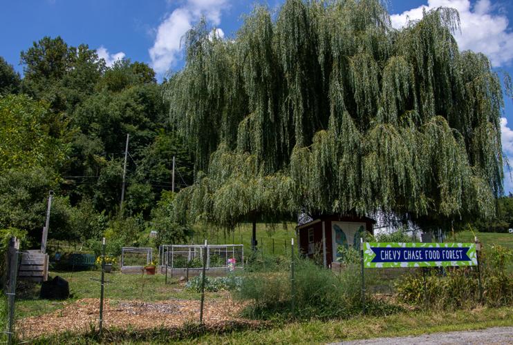 Mother Earth Farm donates festival proceeds to Chevy Chase Food Forest ...