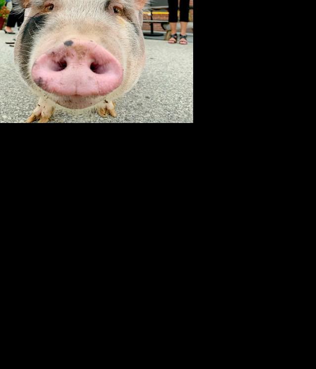 Kiss-a-pig contest coming down to the wire | News | indianagazette.com