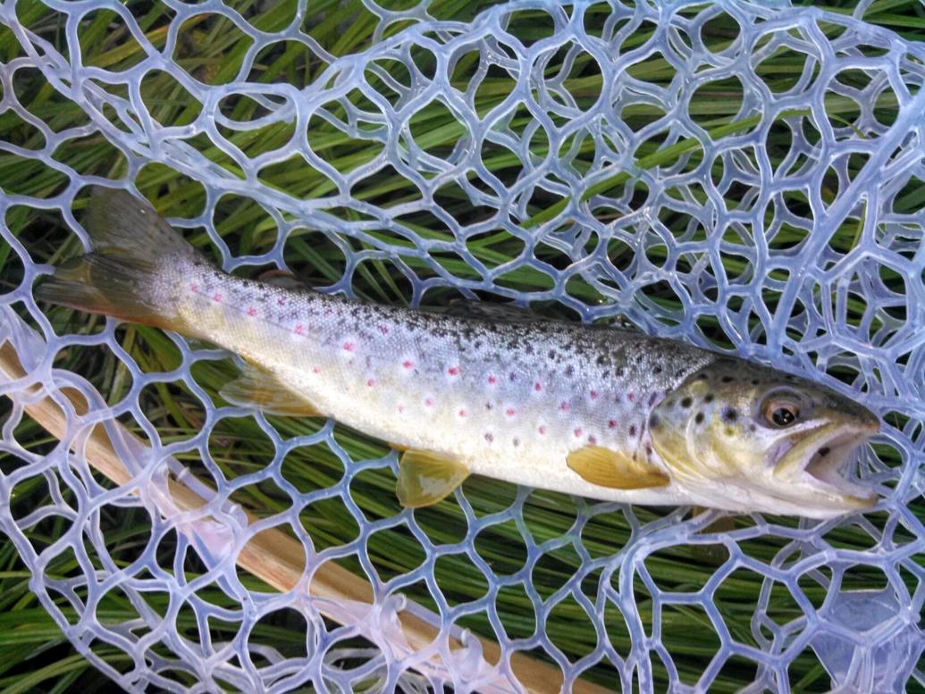 Winter trout fishing offers opportunity on spring creeks | Sports ...