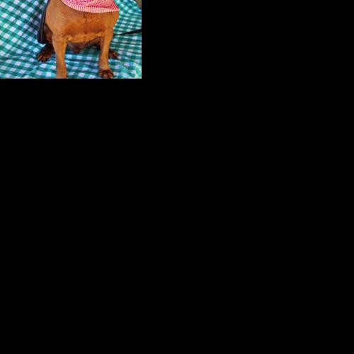 Fred | Pets | indianagazette.com