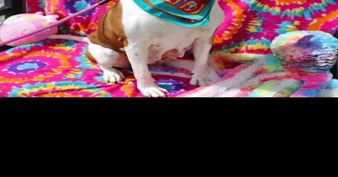 Daisy | Pets | indianagazette.com