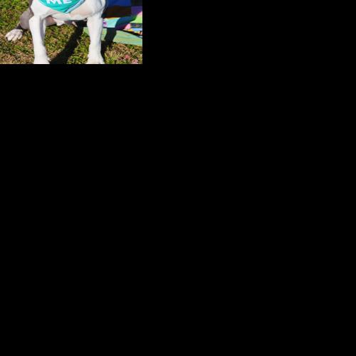 Ricky | Pets | indianagazette.com