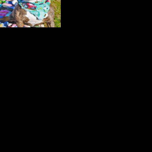 Russo | Pets | indianagazette.com