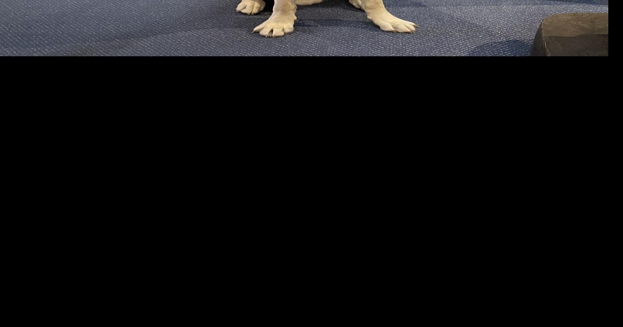 Warrior Canine Connection's pup 'Jimmy' pays visit to namesake Jimmy ...