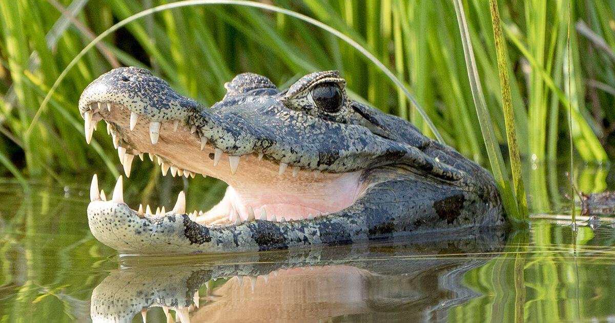 Alligator sighted in Kiskiminetas River | News | indianagazette.com