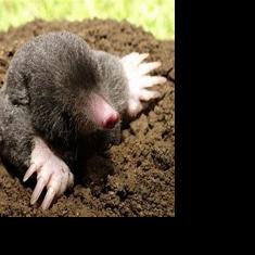 TOM CHARLTON: Moles — the bane and bonus of homeowners lives | Opinion ...