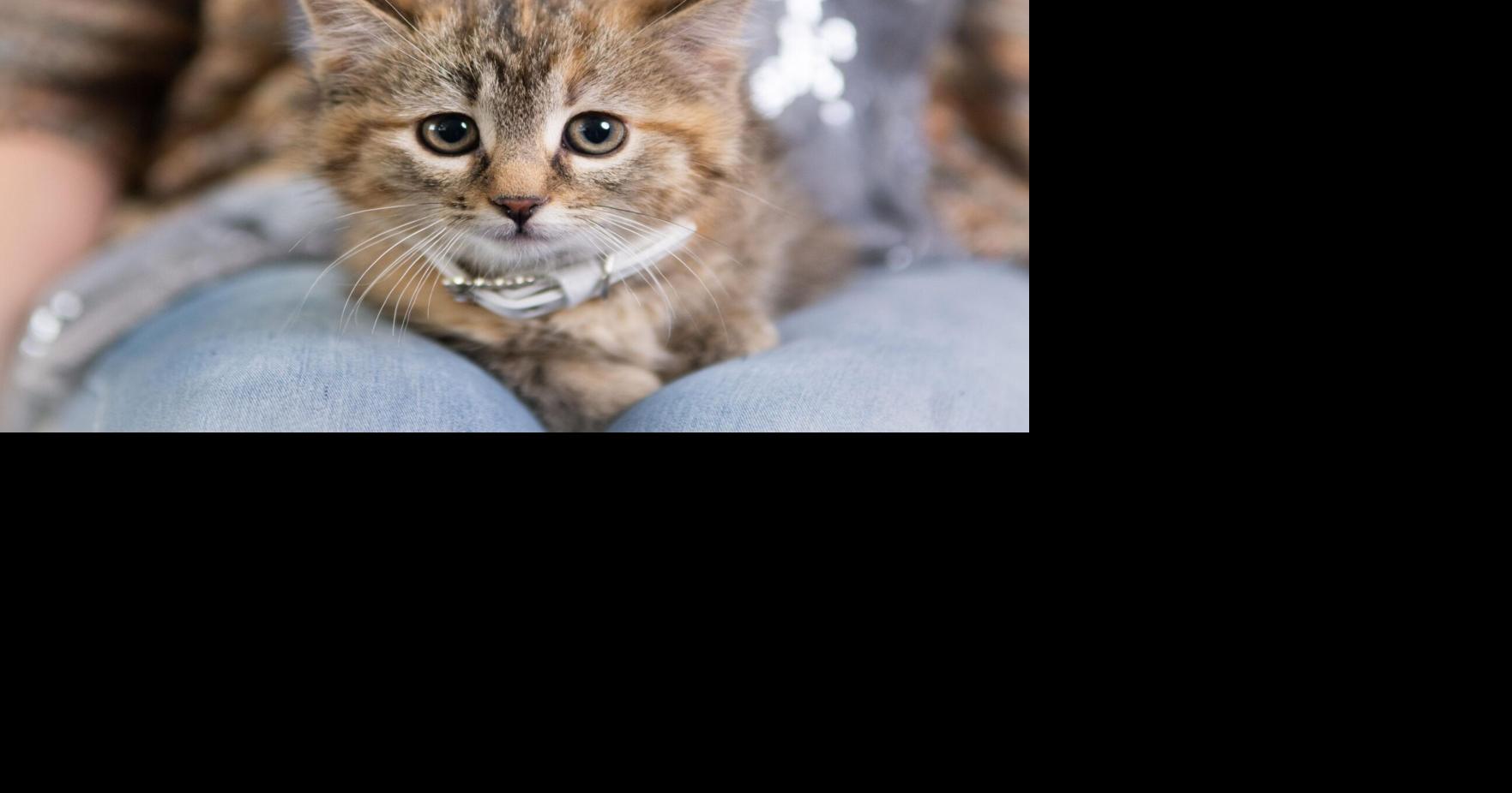 Whiskers TNR of Warren County receives $1,000 Petco Love grant | News ...