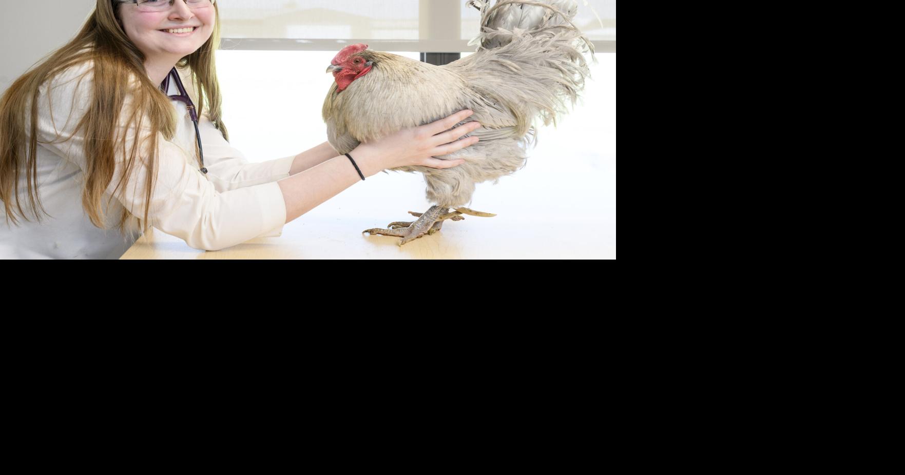New vet brings poultry expertise to All Creatures Small | News ...