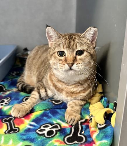 Some news to give you paws: Cole and Pippi | Opinion | indianola-ia.com
