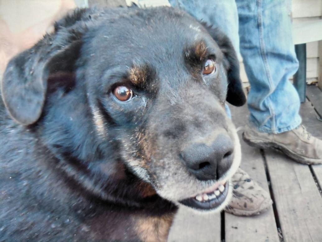Des Moines Metro Opera seeks a star with four legs for role in 'Of Mice ...