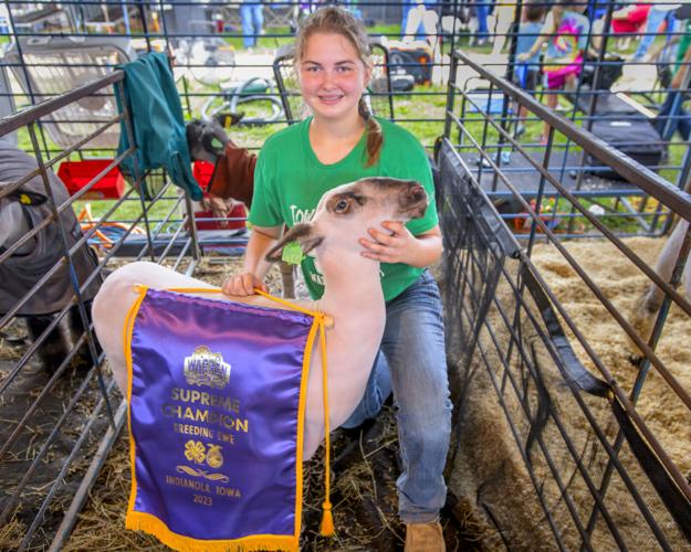 After five years with sheep, Ava Luse is a champion | News | indianola ...