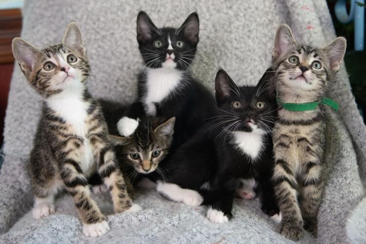 Whiskers TNR’s role in animal control – and how can you help | News ...