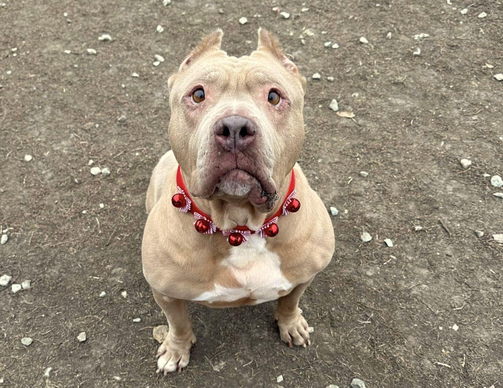 Kiya Koda's longest resident dies after finding her forever home ...