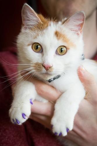 Some news to give you paws: Rascal and Goose | Opinion | indianola-ia.com