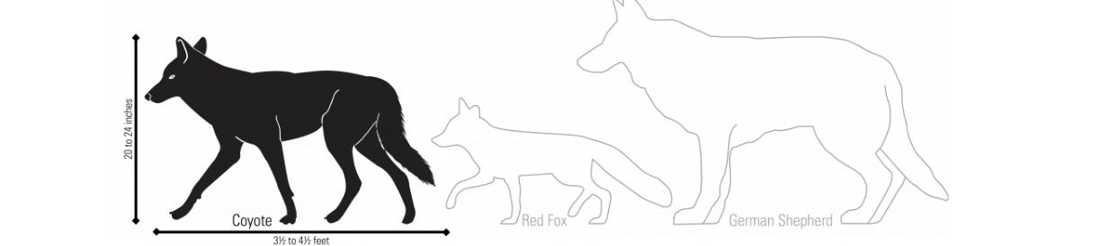 Coyotes making themselves at home in Iowa, and Warren County | Opinion ...