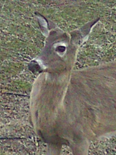 TOM CHARLTON: Spring — tis the season to grow antlers | Opinion ...