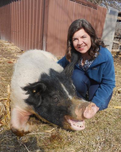 JENNY FEE: The day I went ice skating with a pig | Opinion | indianola ...