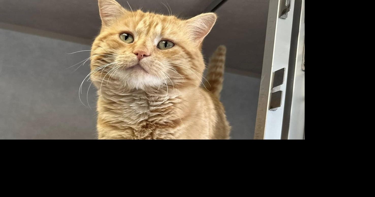 Some news to give you paws: Cheddar says cheese and Kylie wants a belly ...